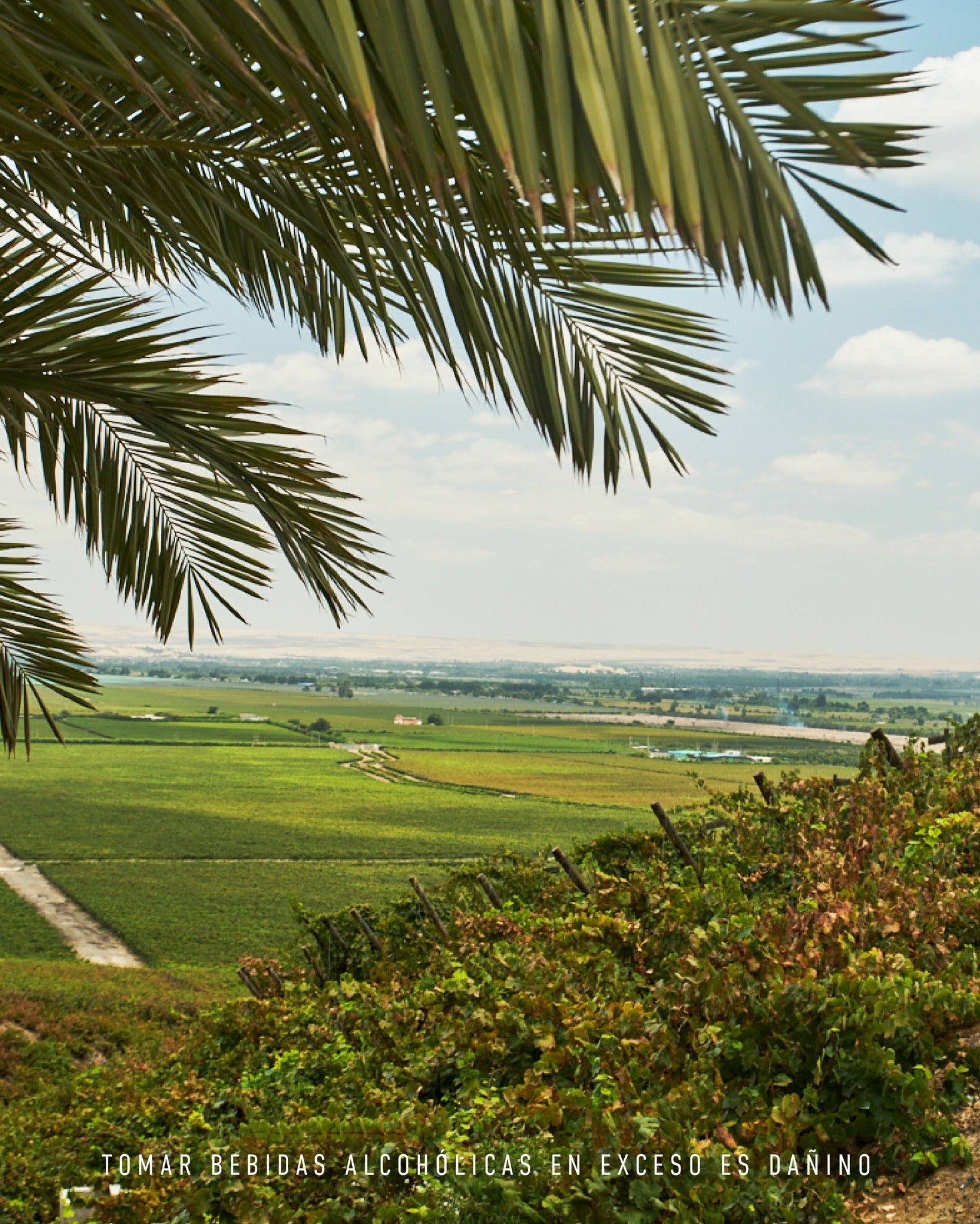 Peruanische Weine - Intipalka aus dem Ica-Tal – Chaivallier GmbH